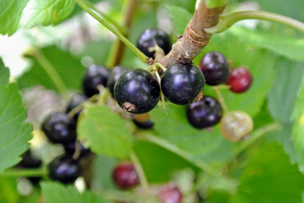 Picking Currants - The Martha Stewart Blog
