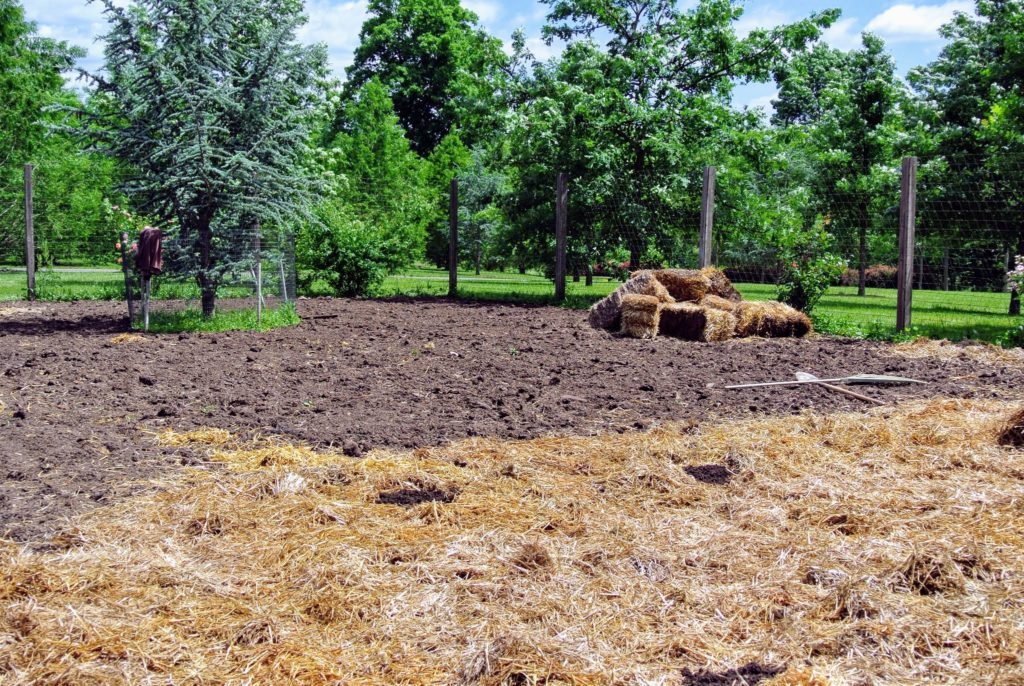 Planting in the Pumpkin Patch - The Martha Stewart Blog