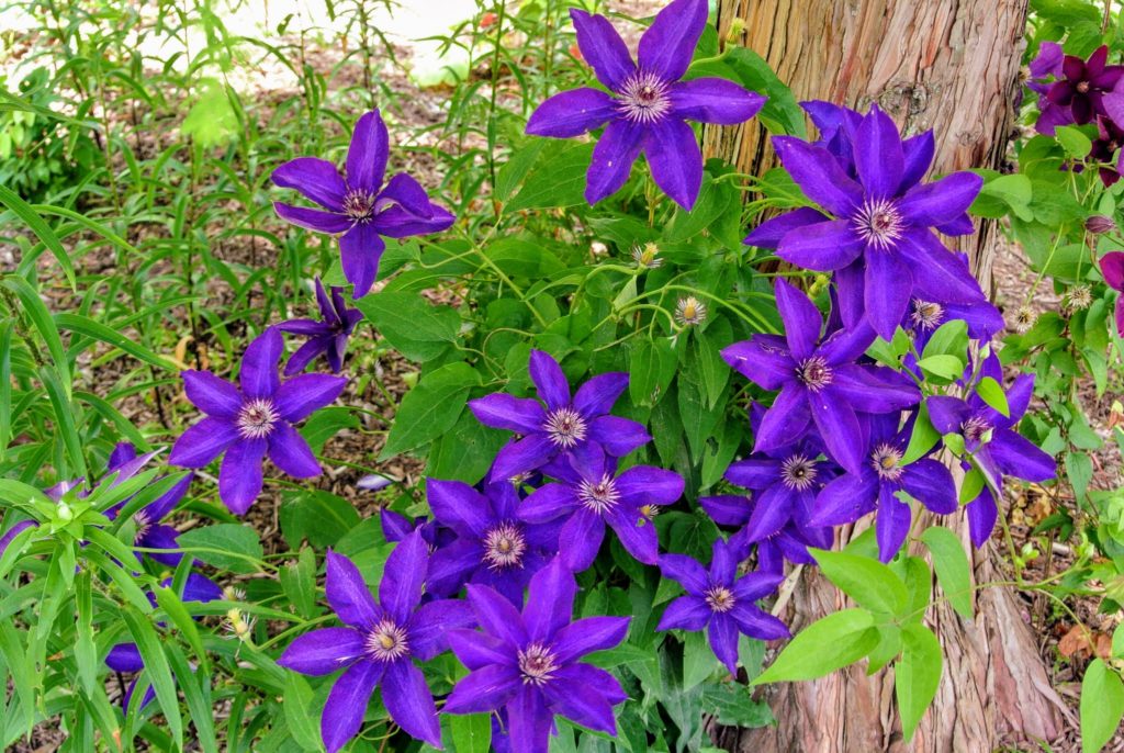 Blooming Clematis at My Farm - The Martha Stewart Blog