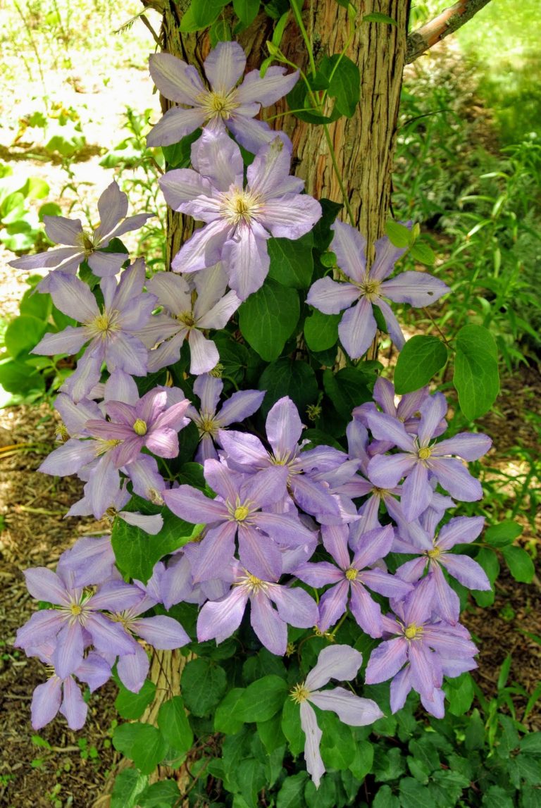 Blooming Clematis at My Farm - The Martha Stewart Blog