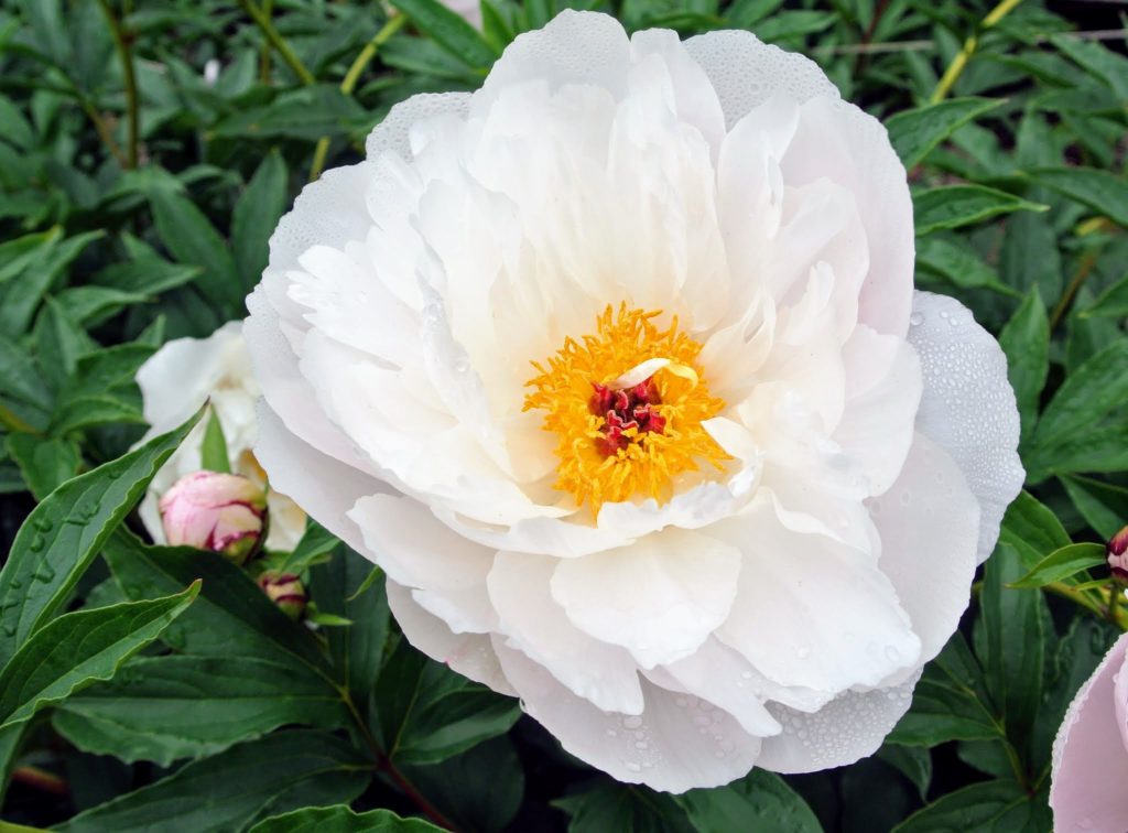 My Herbaceous Peony Garden - The Martha Stewart Blog