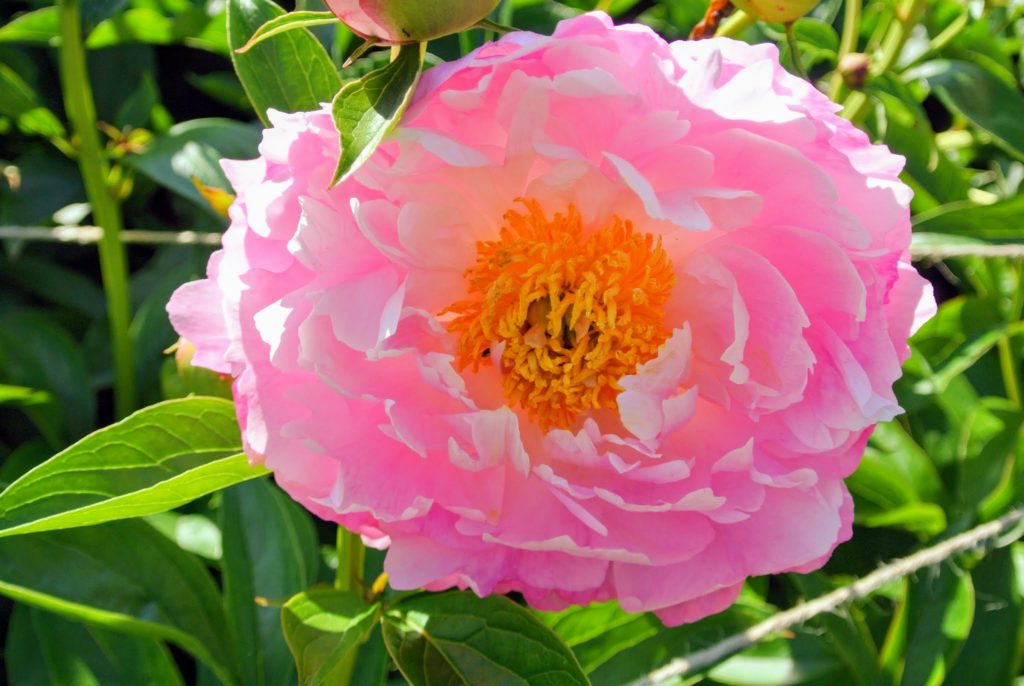 My Herbaceous Peony Garden - The Martha Stewart Blog
