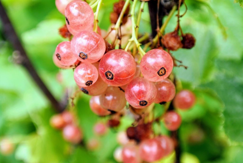 The Martha Stewart Blog : Blog Archive Picking Currants - The Martha ...