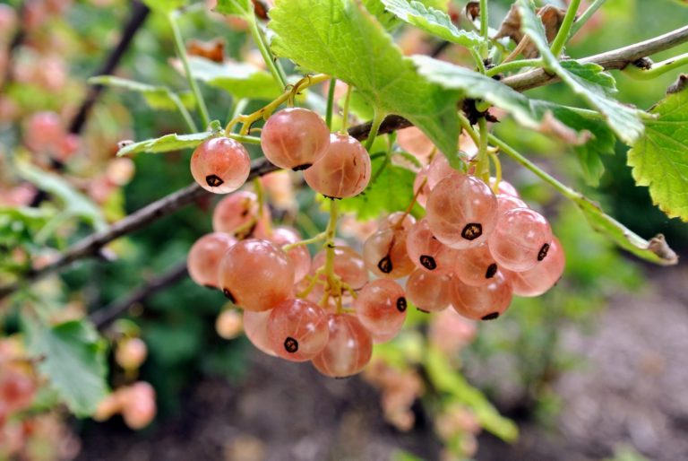 Picking Currants - The Martha Stewart Blog
