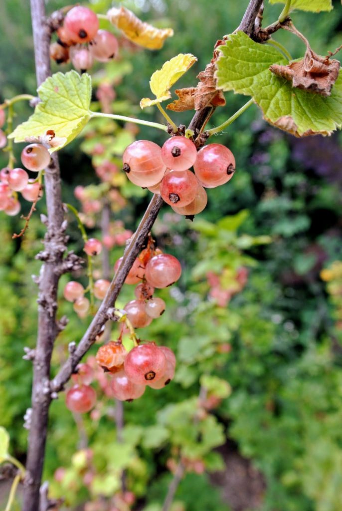 Picking Currants - The Martha Stewart Blog