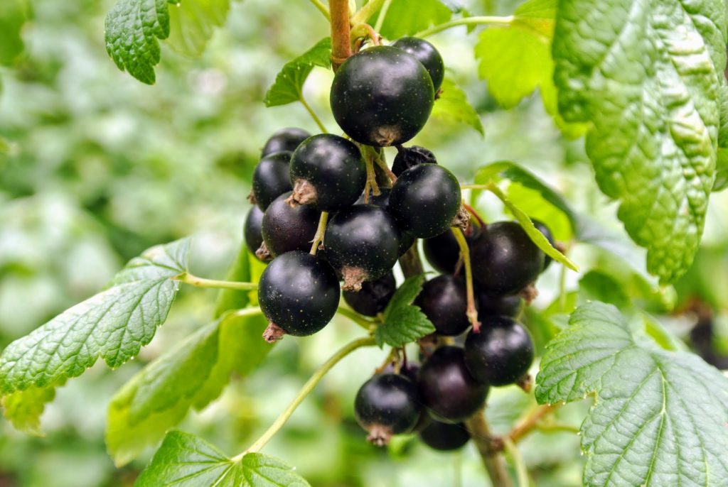Picking Currants - The Martha Stewart Blog