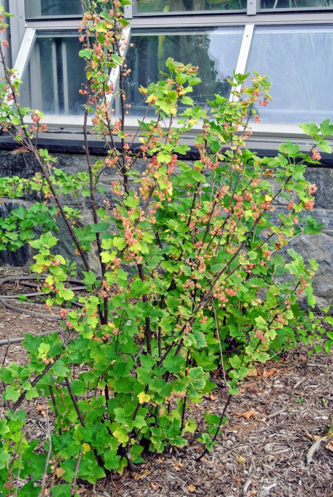 Picking Currants - The Martha Stewart Blog