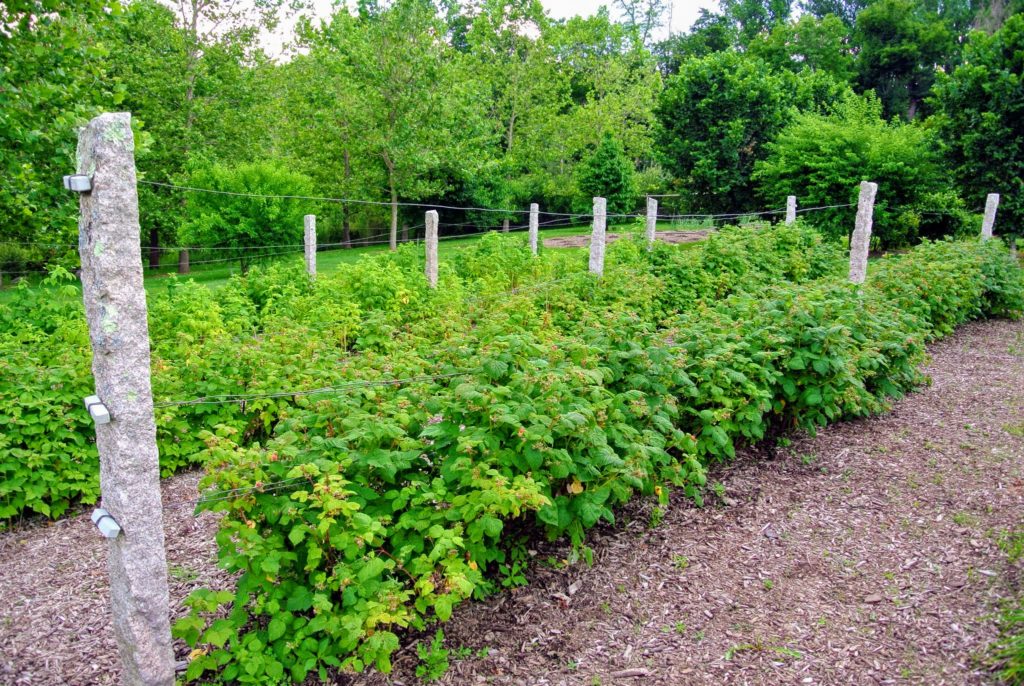 Picking Raspberries at My Farm - The Martha Stewart Blog