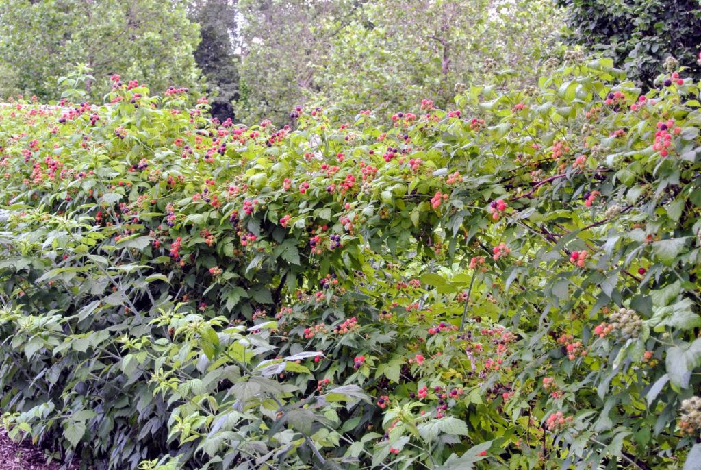 Picking Raspberries at My Farm - The Martha Stewart Blog