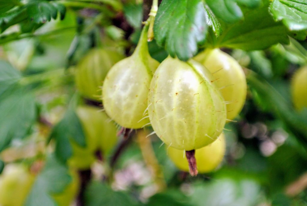 Harvesting Gooseberries at My Farm - The Martha Stewart Blog