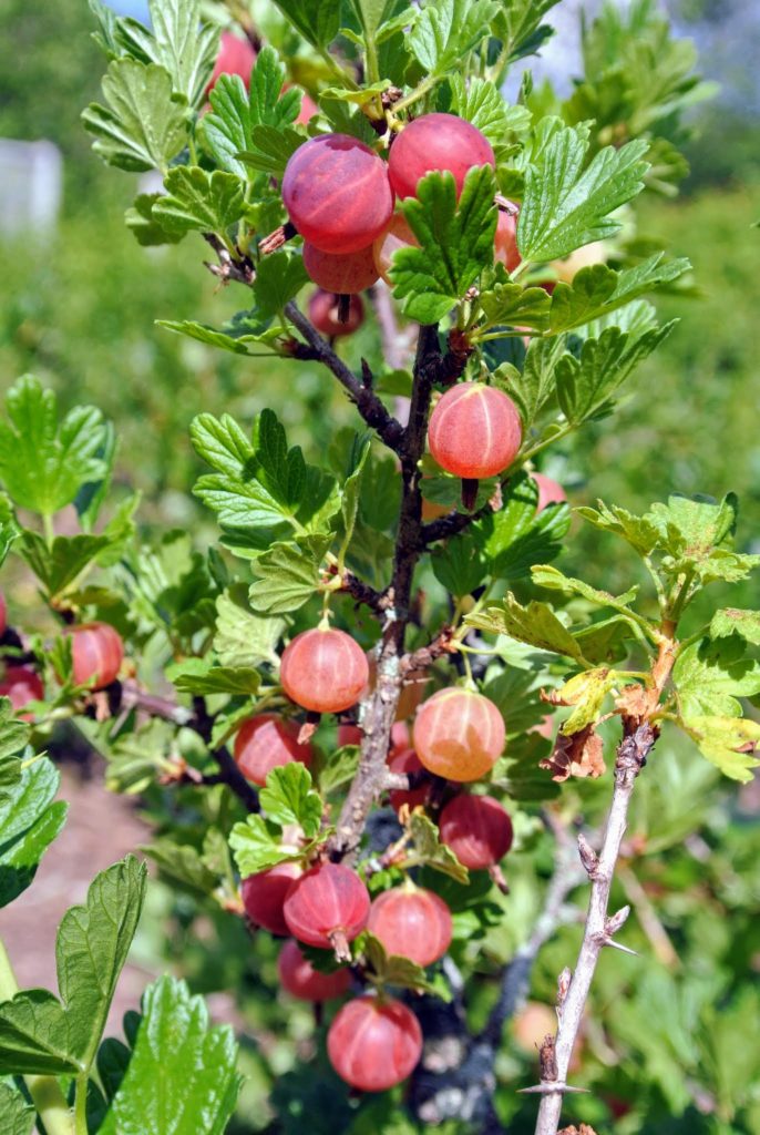 Harvesting Gooseberries at My Farm - The Martha Stewart Blog