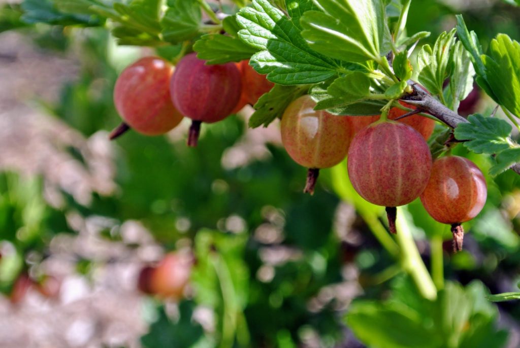 Harvesting Gooseberries at My Farm - The Martha Stewart Blog