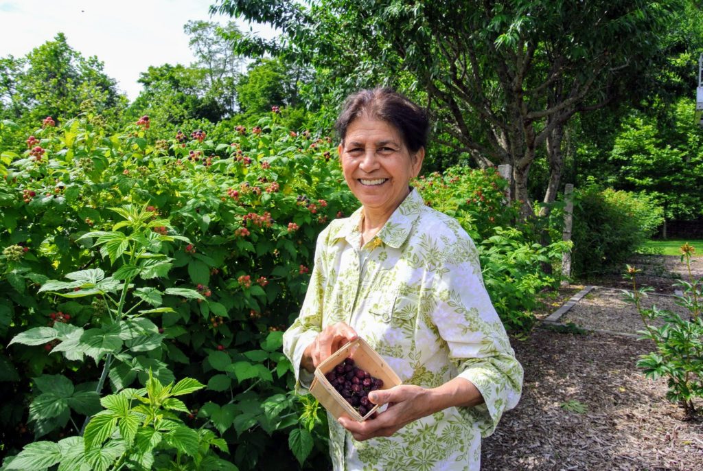 Picking Raspberries at My Farm - The Martha Stewart Blog