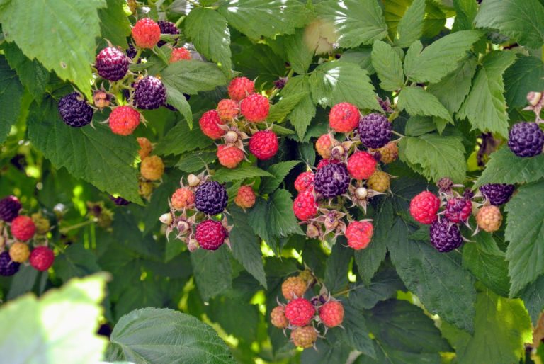 The Martha Stewart Blog : Blog Archive Picking Raspberries at My Farm ...