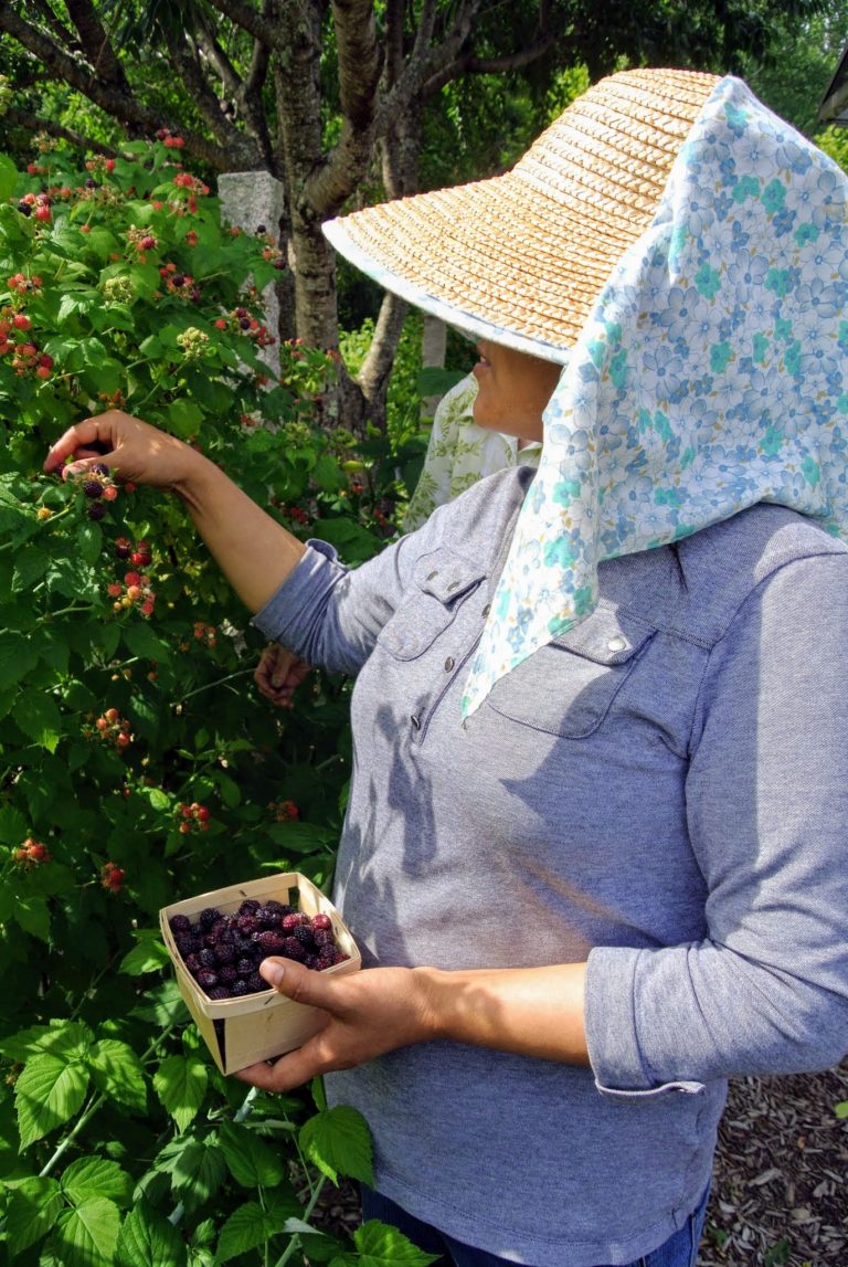 Picking Raspberries at My Farm - The Martha Stewart Blog