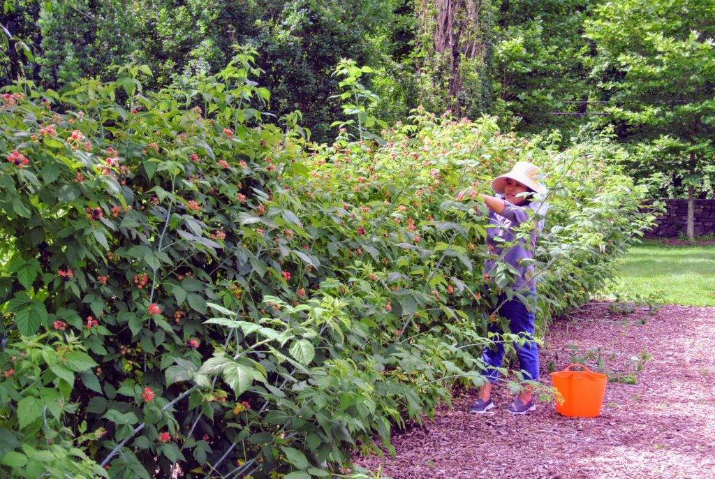 Picking Raspberries at My Farm - The Martha Stewart Blog