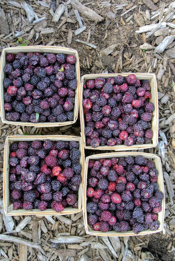 The Martha Stewart Blog : Blog Archive Picking Raspberries at My Farm ...