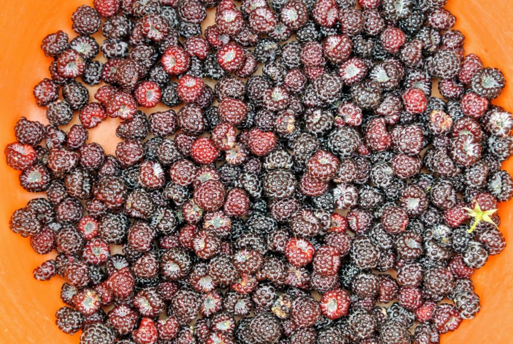 Picking Raspberries at My Farm - The Martha Stewart Blog