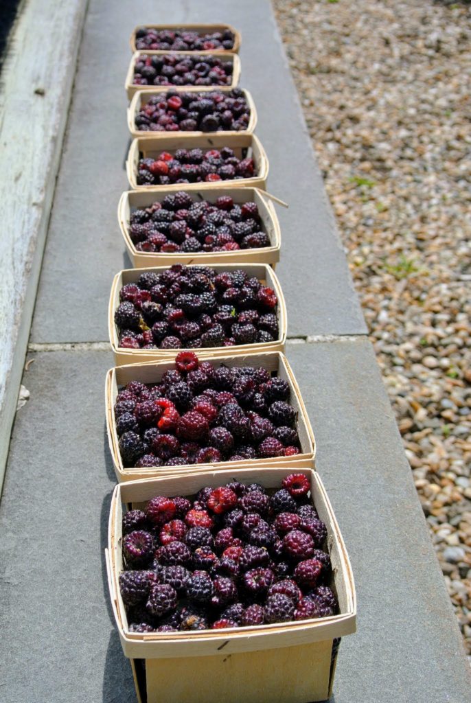 Picking Raspberries at My Farm - The Martha Stewart Blog