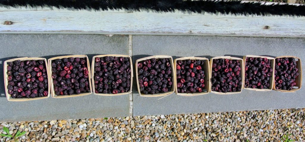 The Martha Stewart Blog : Blog Archive Picking Raspberries at My Farm ...