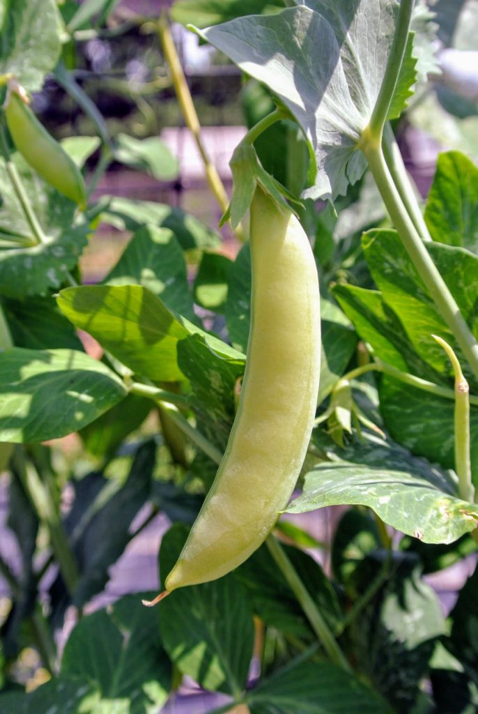 Harvesting the Season's Peas - The Martha Stewart Blog