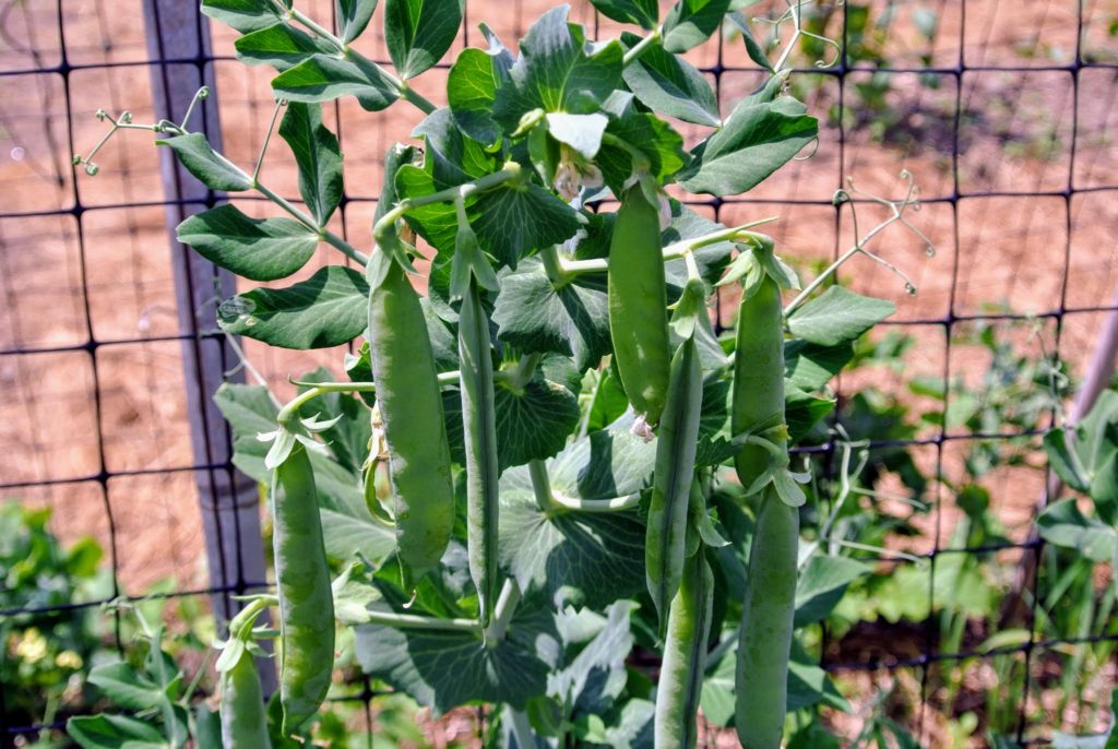 The Martha Stewart Blog : Blog Archive Harvesting the Season's Peas ...