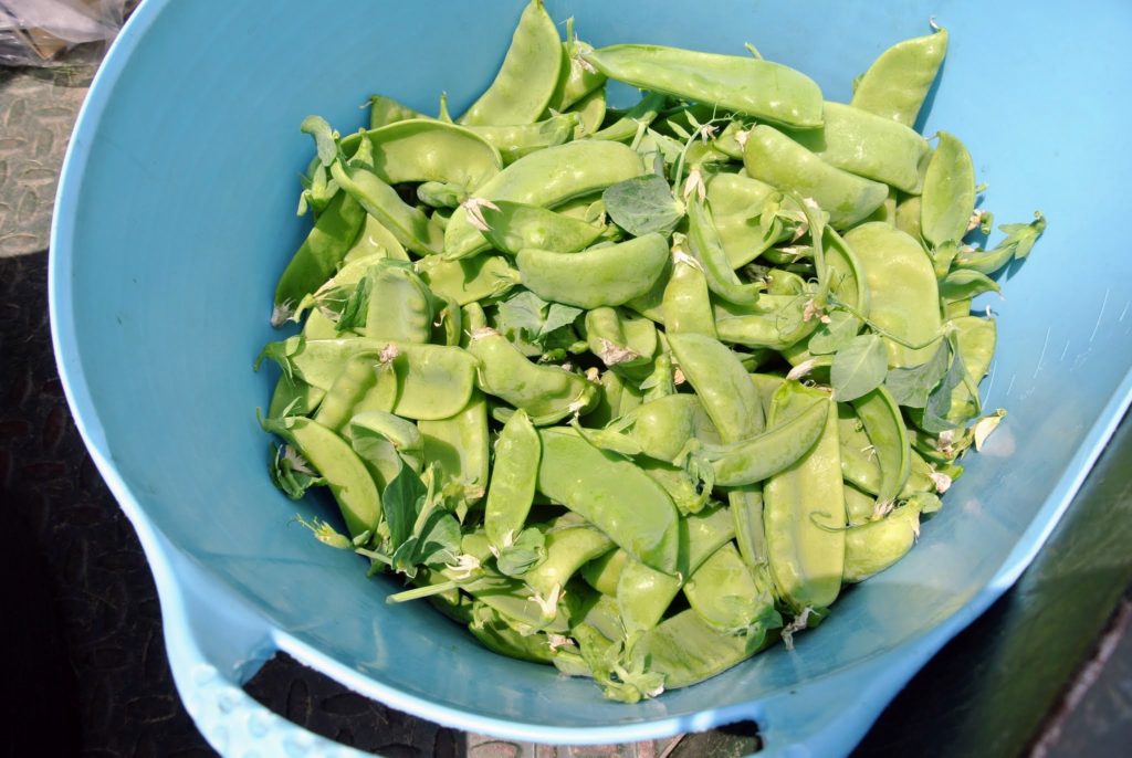 Harvesting the Season's Peas - The Martha Stewart Blog