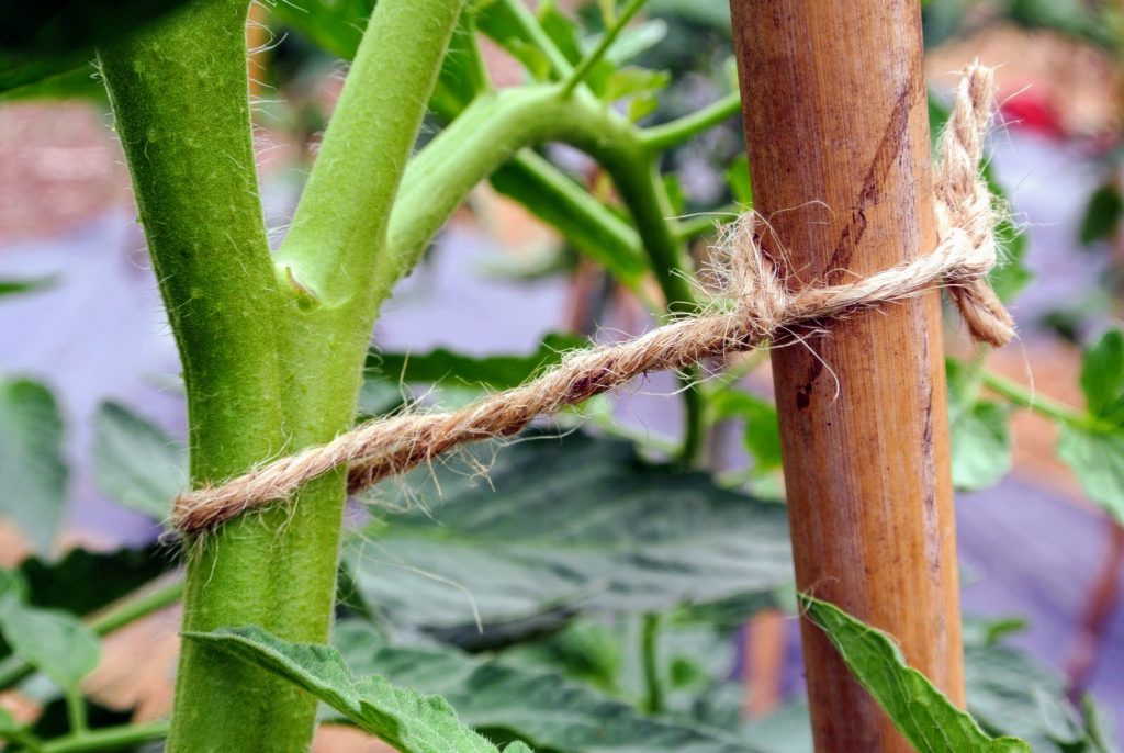 The Martha Stewart Blog : Blog Archive The Vegetable Garden and the ...