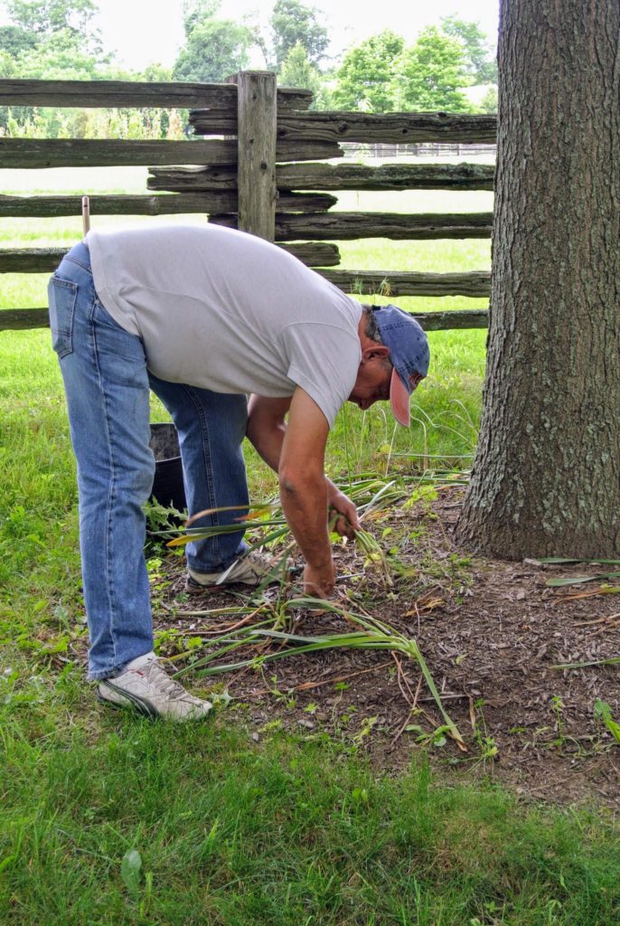 The Martha Stewart Blog : Blog Archive Weeding Around the Farm - The ...