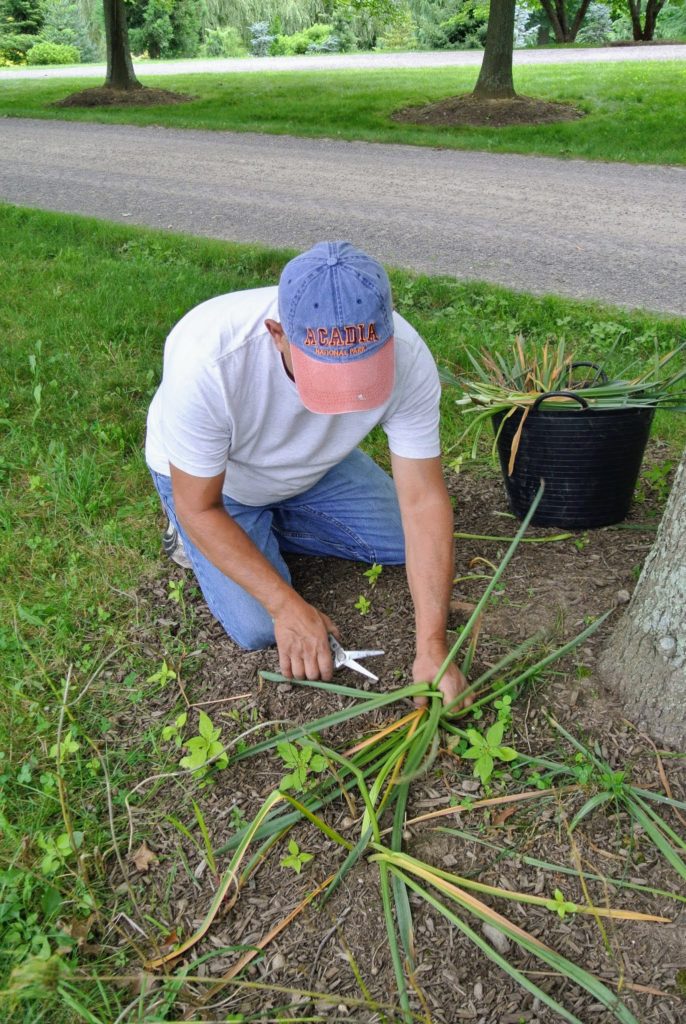 Weeding Around the Farm - The Martha Stewart Blog