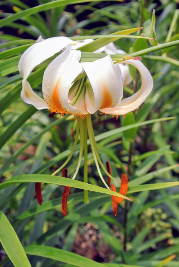 Staking the Lilies - The Martha Stewart Blog