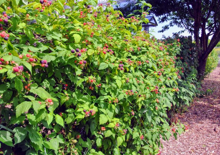 Picking Raspberries at My Farm - The Martha Stewart Blog