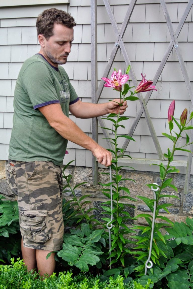 Staking the Lilies - The Martha Stewart Blog
