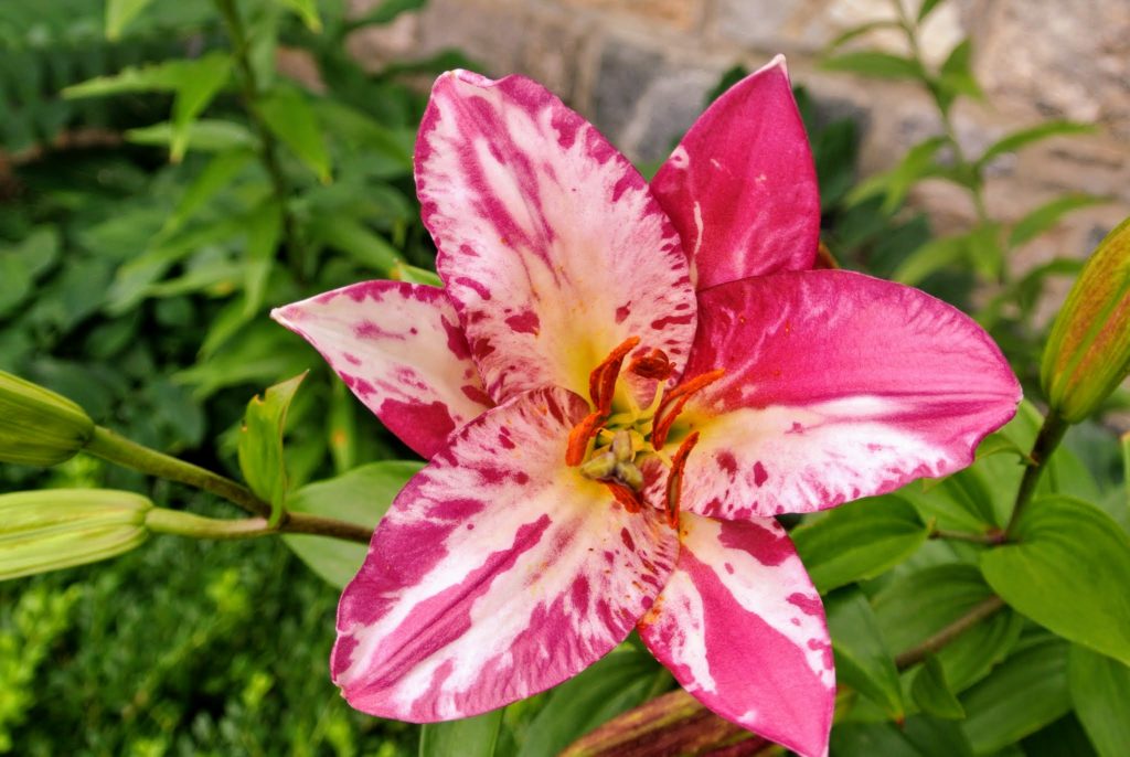 Staking the Lilies - The Martha Stewart Blog