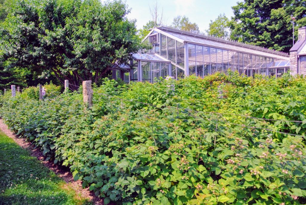 Picking Raspberries at My Farm - The Martha Stewart Blog