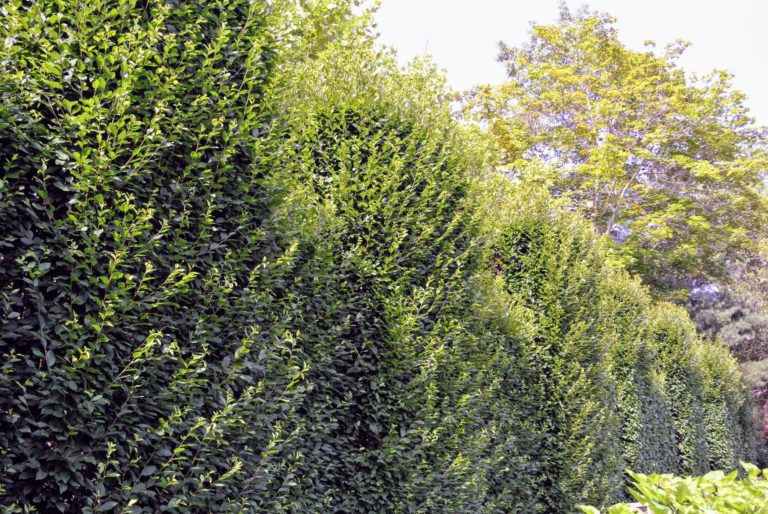 Trimming the Hornbeam Hedges - The Martha Stewart Blog