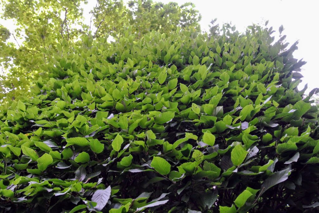 Trimming the Hornbeam Hedges - The Martha Stewart Blog