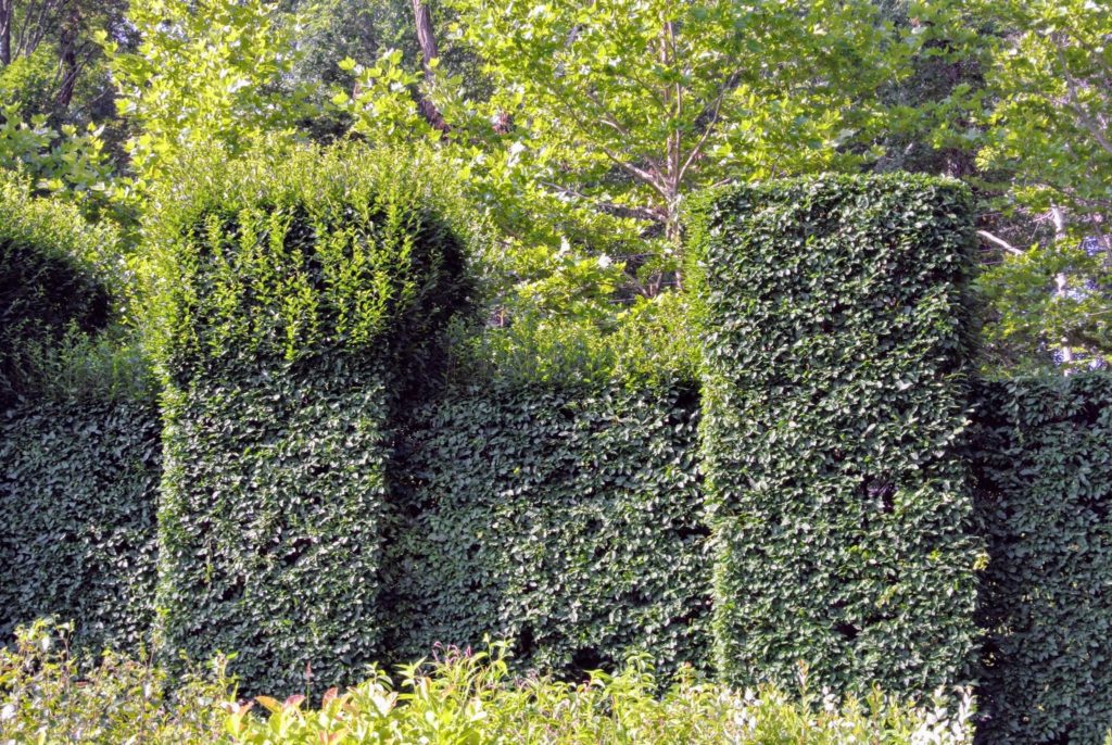 Trimming the Hornbeam Hedges - The Martha Stewart Blog