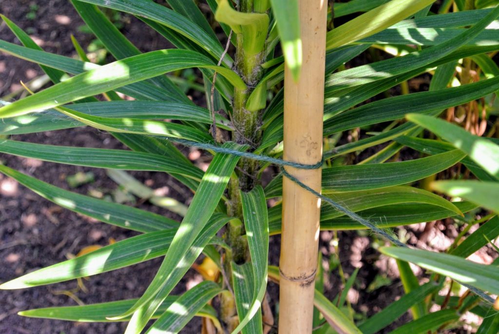 Staking the Lilies - The Martha Stewart Blog