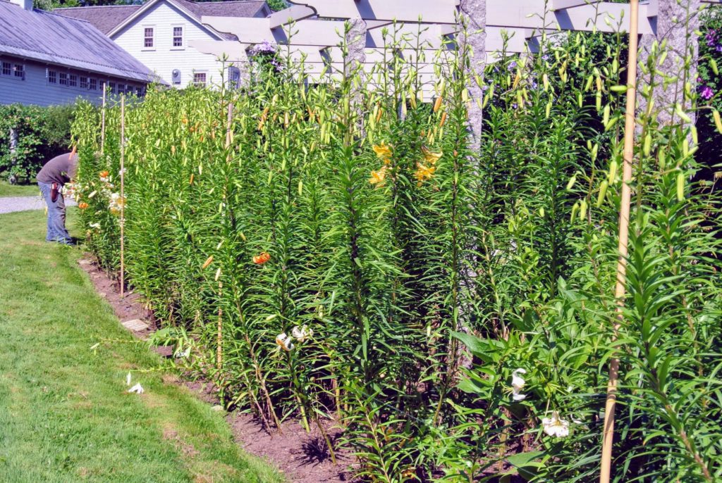 Staking the Lilies - The Martha Stewart Blog