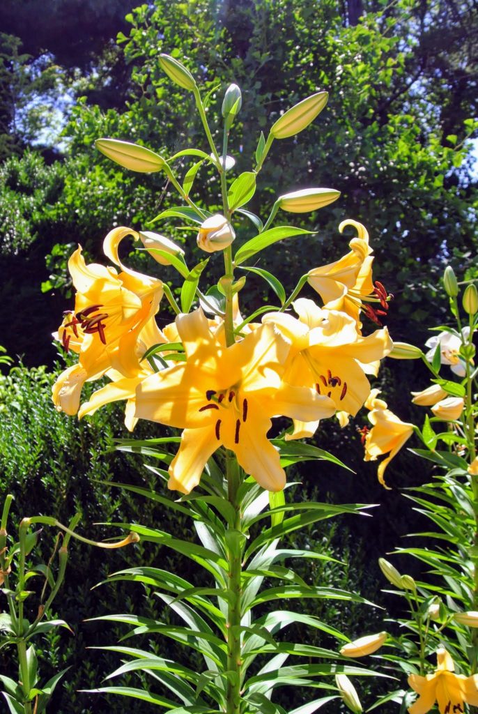 The Martha Stewart Blog : Blog Archive Staking the Lilies - The Martha ...