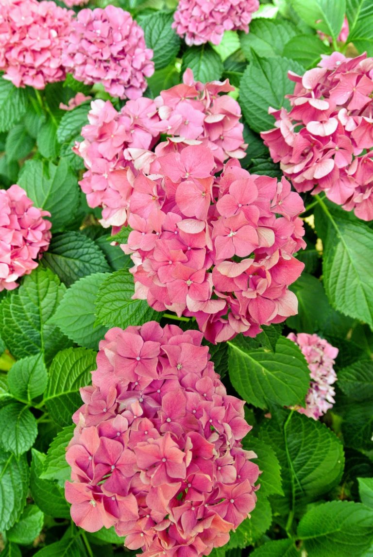 The Martha Stewart Blog : Blog Archive My Blooming Hydrangeas - The ...