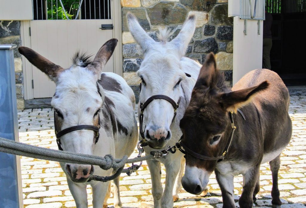 Bathing My Donkeys - The Martha Stewart Blog