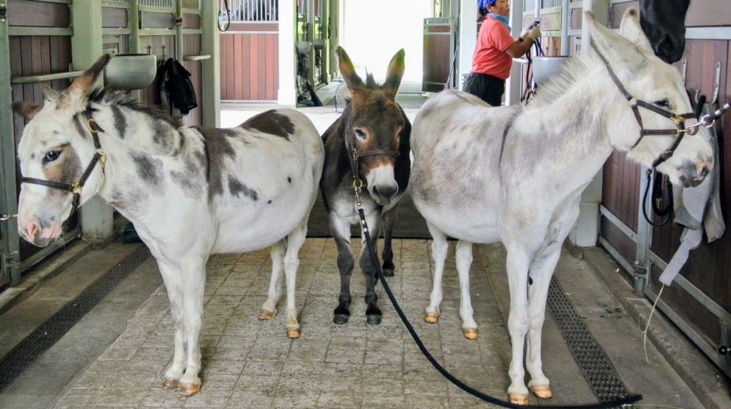 Bathing My Donkeys - The Martha Stewart Blog