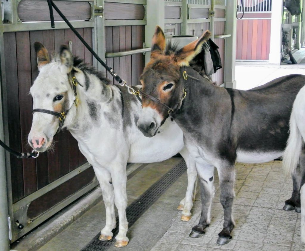 Bathing My Donkeys - The Martha Stewart Blog