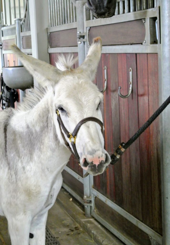 Bathing My Donkeys - The Martha Stewart Blog