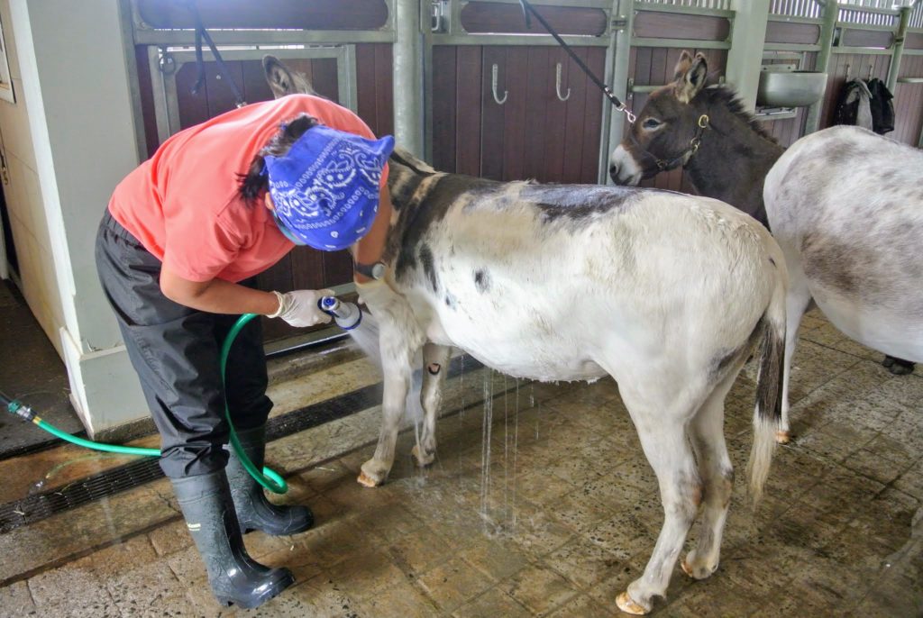 Bathing My Donkeys - The Martha Stewart Blog