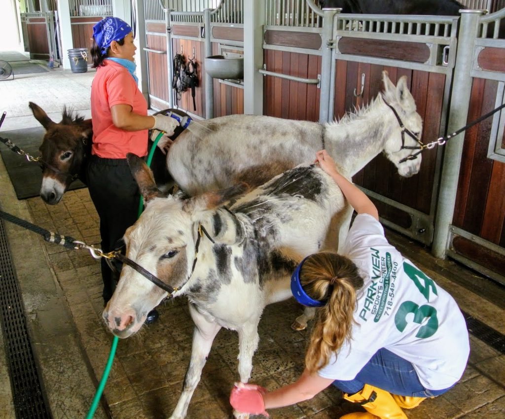 Bathing My Donkeys - The Martha Stewart Blog