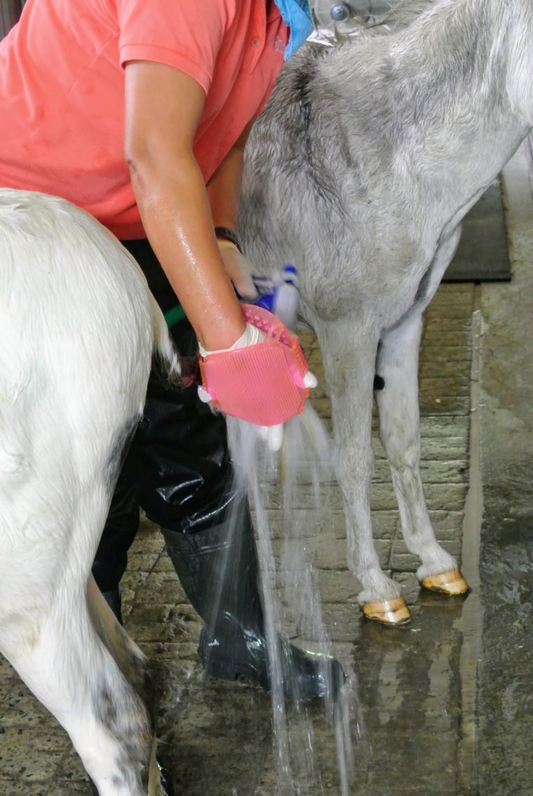 Bathing My Donkeys - The Martha Stewart Blog
