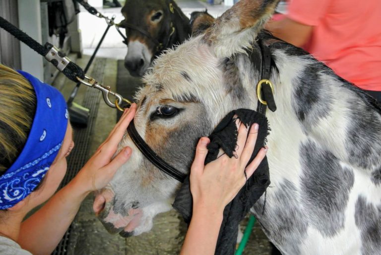 Bathing My Donkeys - The Martha Stewart Blog